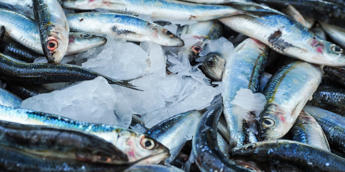 Canine Nutrition Guide: Fish for Dogs - Banquet Pet NZ